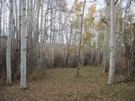 Photo Gallery – The Colorado Wilderness Ranch